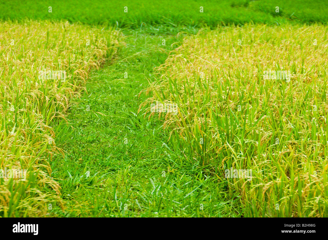 Two rice paddies one nearly ready for harvest Stock Photo - Alamy