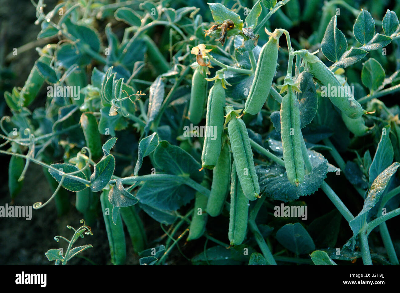 Fresh peas in field Stock Photo - Alamy