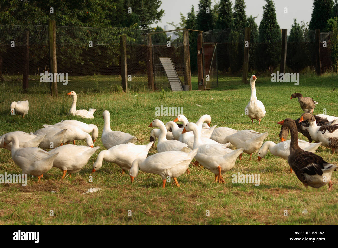 Domestic farm animal animals hi-res stock photography and images - Alamy