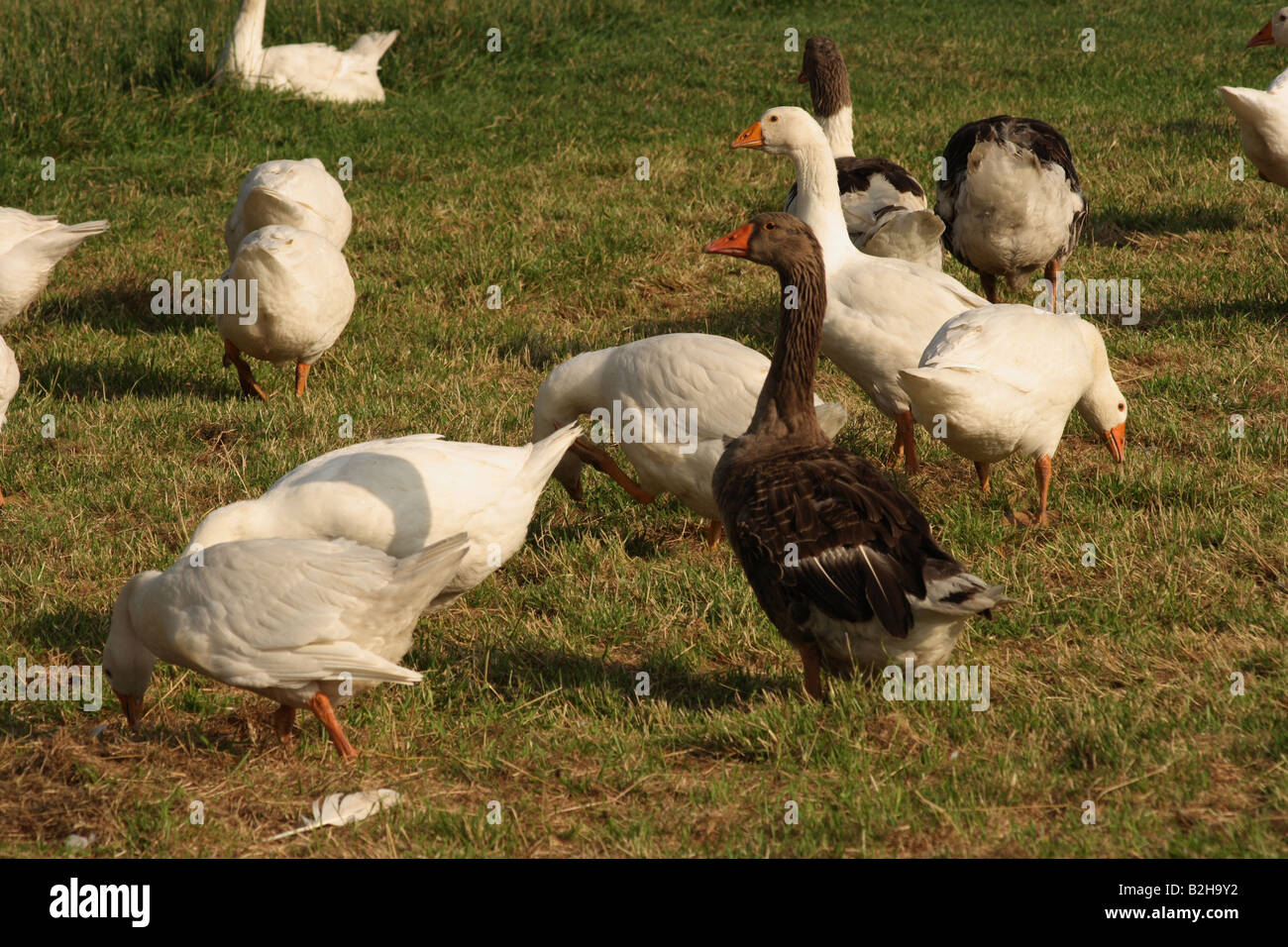 Domestic farm animal animals hi-res stock photography and images - Alamy