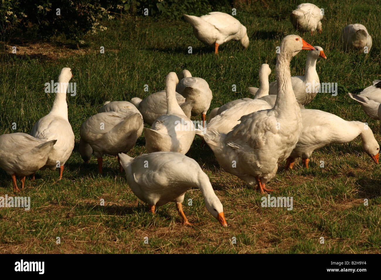 Domestic farm animal animals hi-res stock photography and images - Alamy