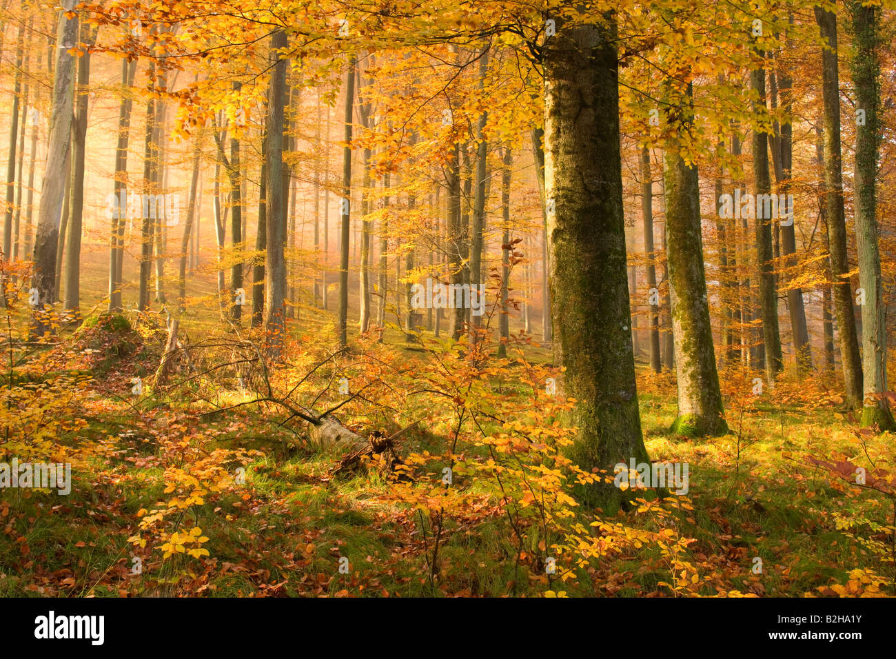 autumn forest leaves fall foliage Schwaebische Alb Germany autumnal ...