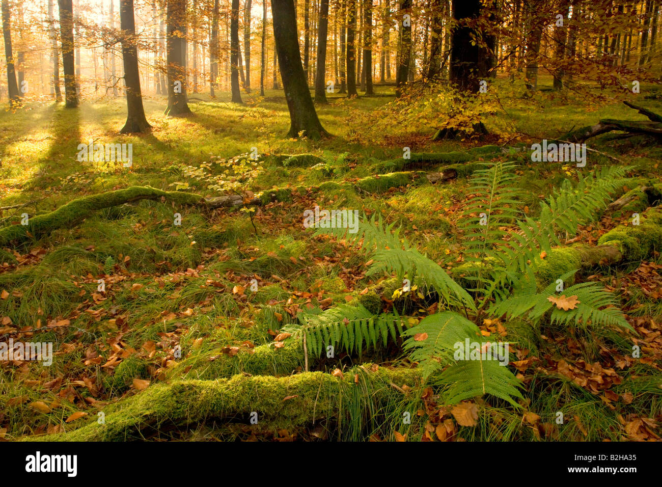 autumn forest leaves fall foliage Schwaebische Alb Germany autumnal ...