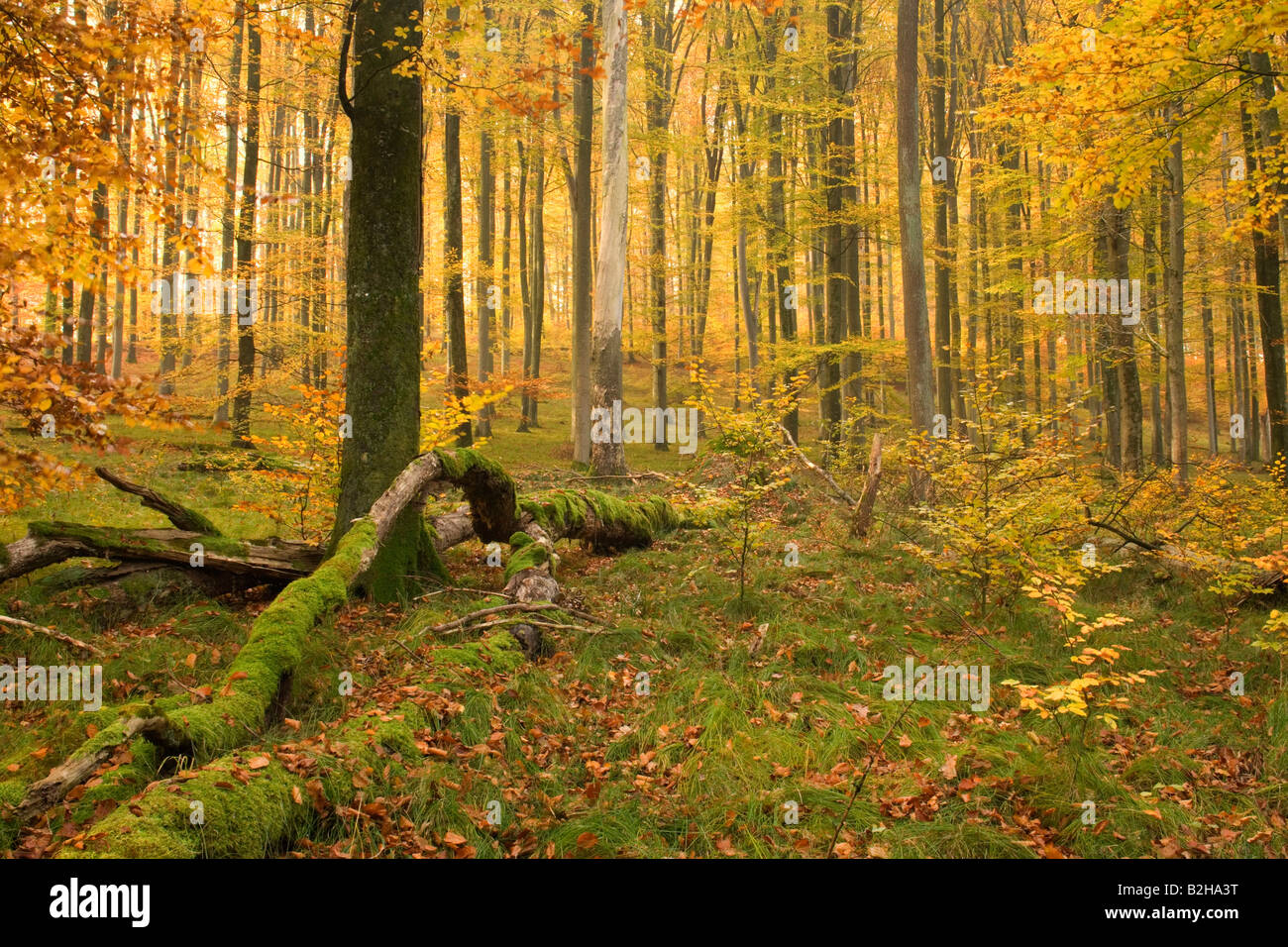 autumn forest leaves fall foliage Schwaebische Alb Germany autumnal ...