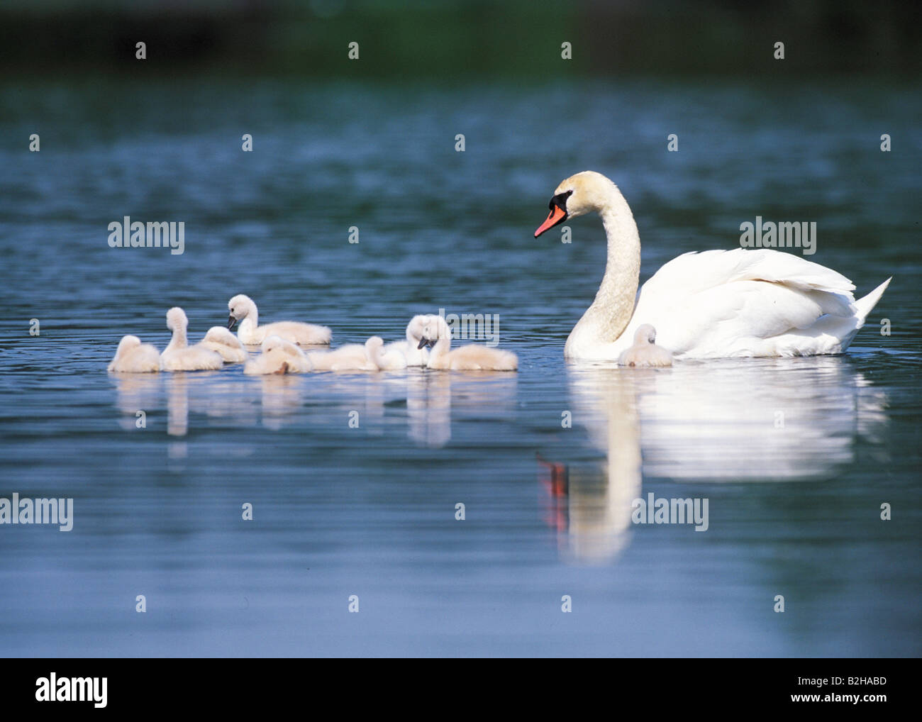 Mute Swan family chicken cygnus olor europe lake bird Stock Photo - Alamy