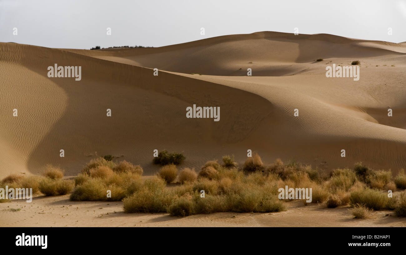 SAND DUNES form in the THAR DESERT near JAISALMER RAJASTHAN INDIA Stock ...