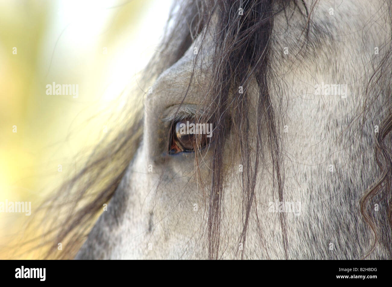 spanish stallion caballo horse eye male stud Stock Photo - Alamy