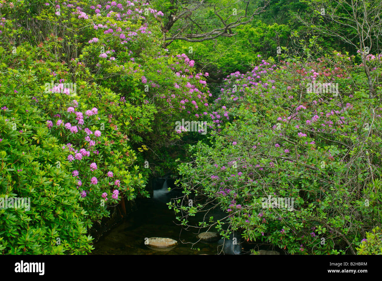 brook Common Rhododendron Pontic Rhododendron Rhododendron ponticum ...