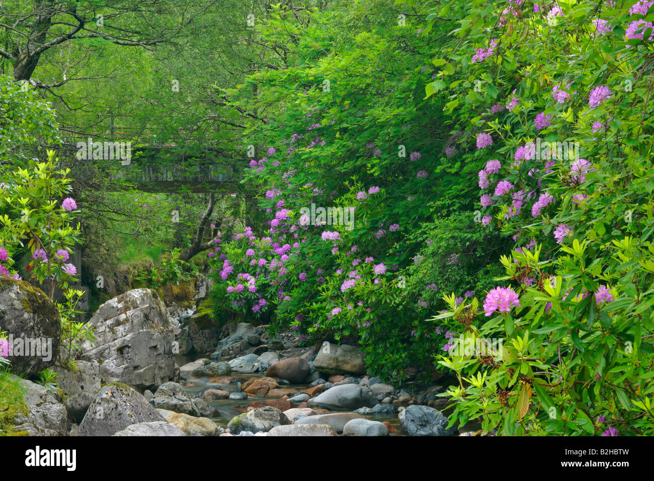 brook Common Rhododendron Pontic Rhododendron Rhododendron ponticum ...
