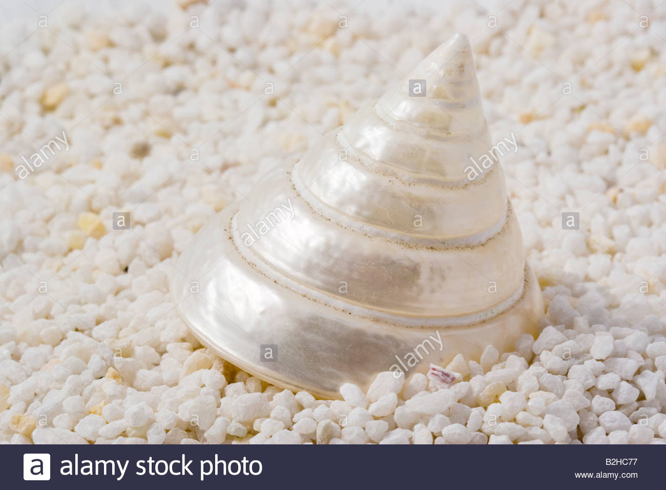 Trochidae High Resolution Stock Photography and Images - Alamy