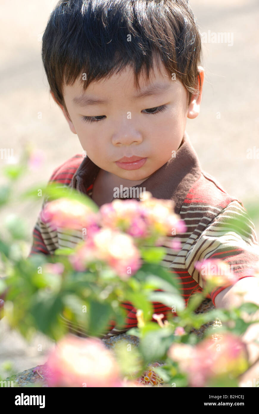 Toddler picking flowers Stock Photo - Alamy