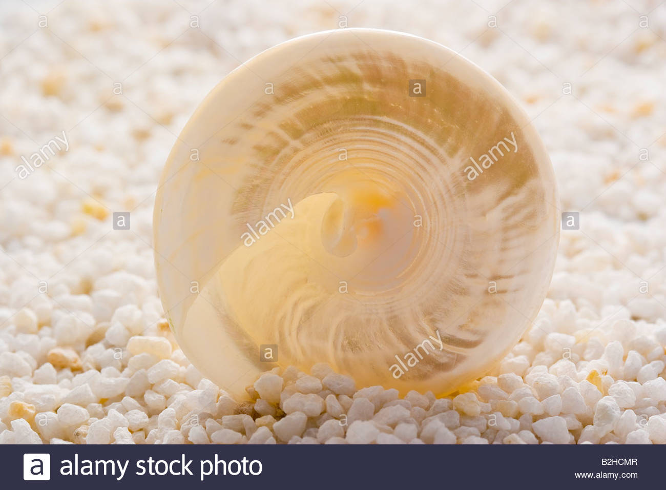 Trochidae High Resolution Stock Photography and Images - Alamy