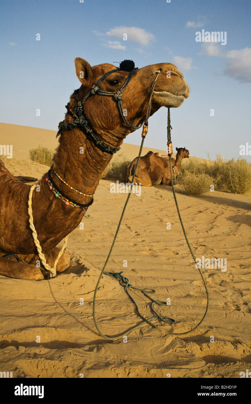 Thar desert animals hi-res stock photography and images - Alamy