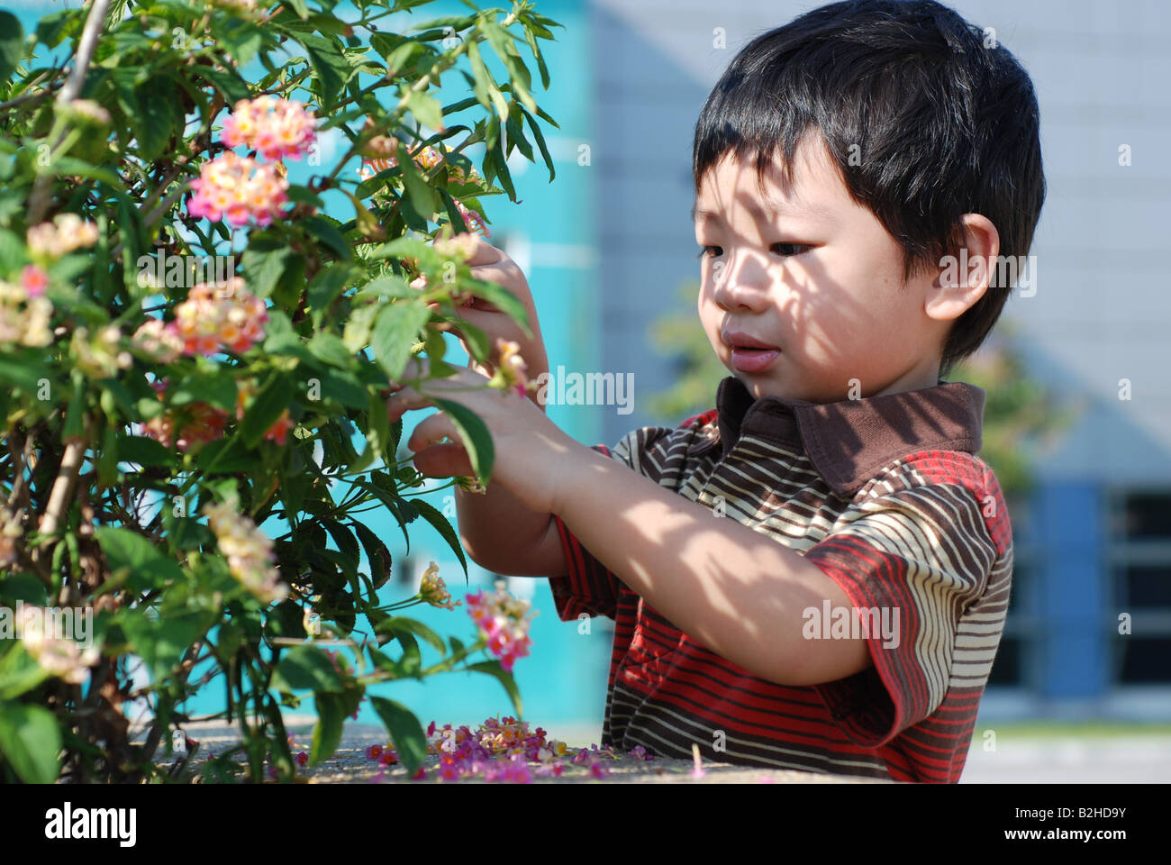 Toddler picking flowers Stock Photo - Alamy