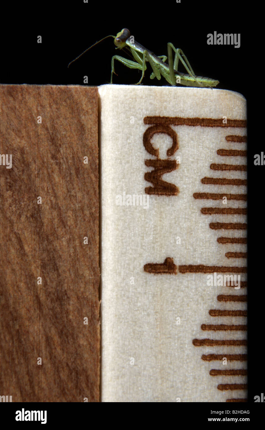 Praying mantis baby hi-res stock photography and images - Alamy