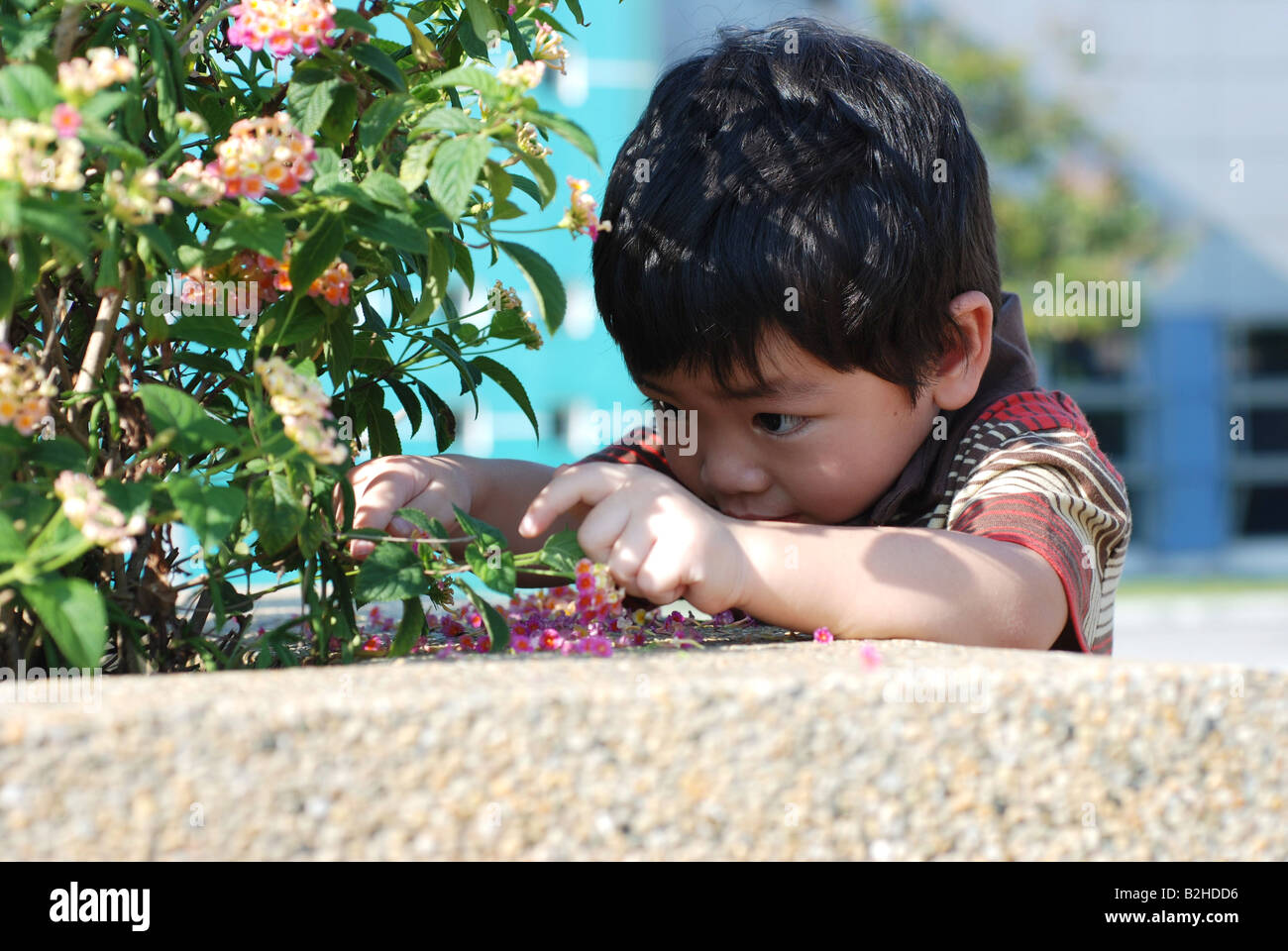 Toddler looking at flowers Stock Photo - Alamy