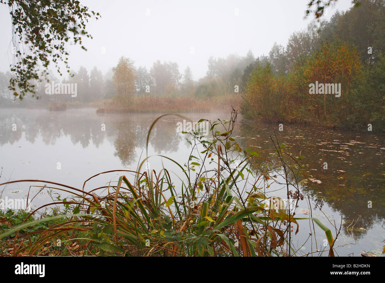 morning mist marshland lake autumn landscape fall autumn color colour ...