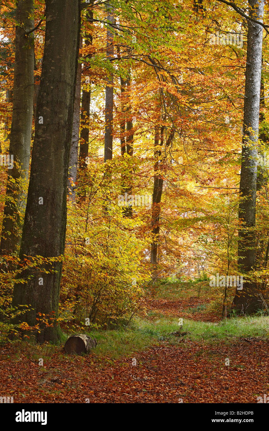 Beech tree autumn fall colour color hi-res stock photography and images ...