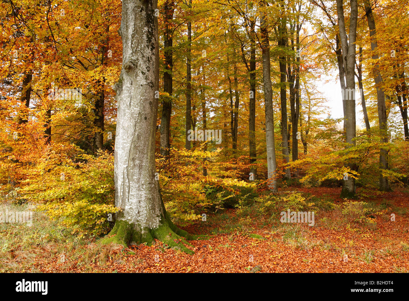 forest deciduous wood trees leaves autumn foliage leaves fall autumn ...
