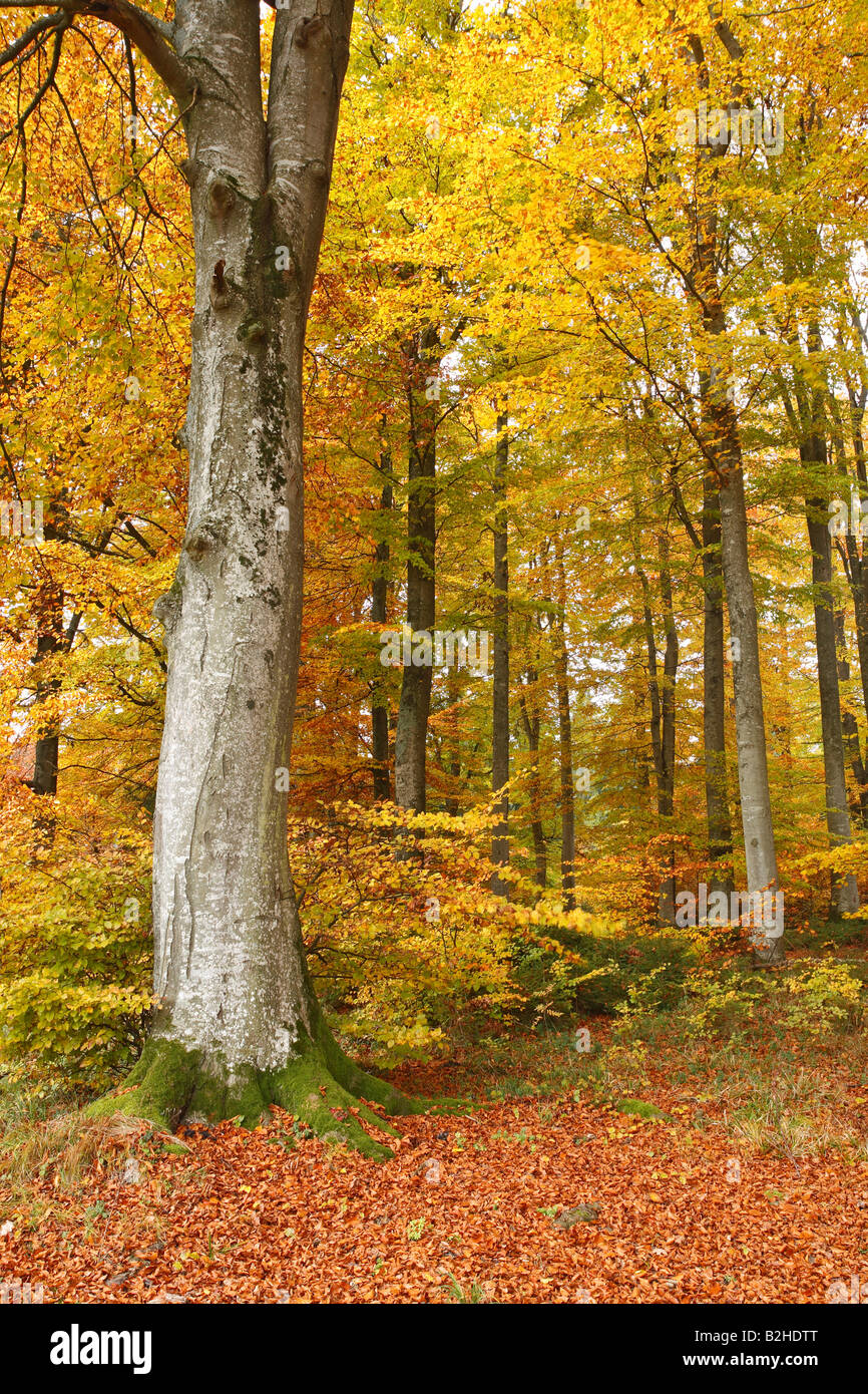 forest deciduous wood trees leaves autumn foliage leaves fall autumn ...