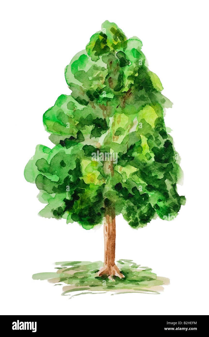 Watercolor painted tree Stock Photo - Alamy