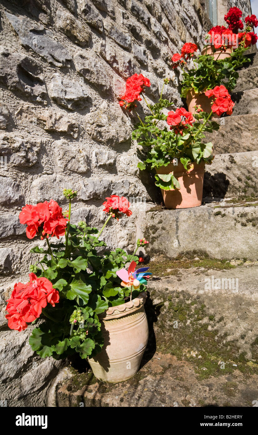Red flowers Flowers on steps in garden Derbyshire Peak District Stock ...