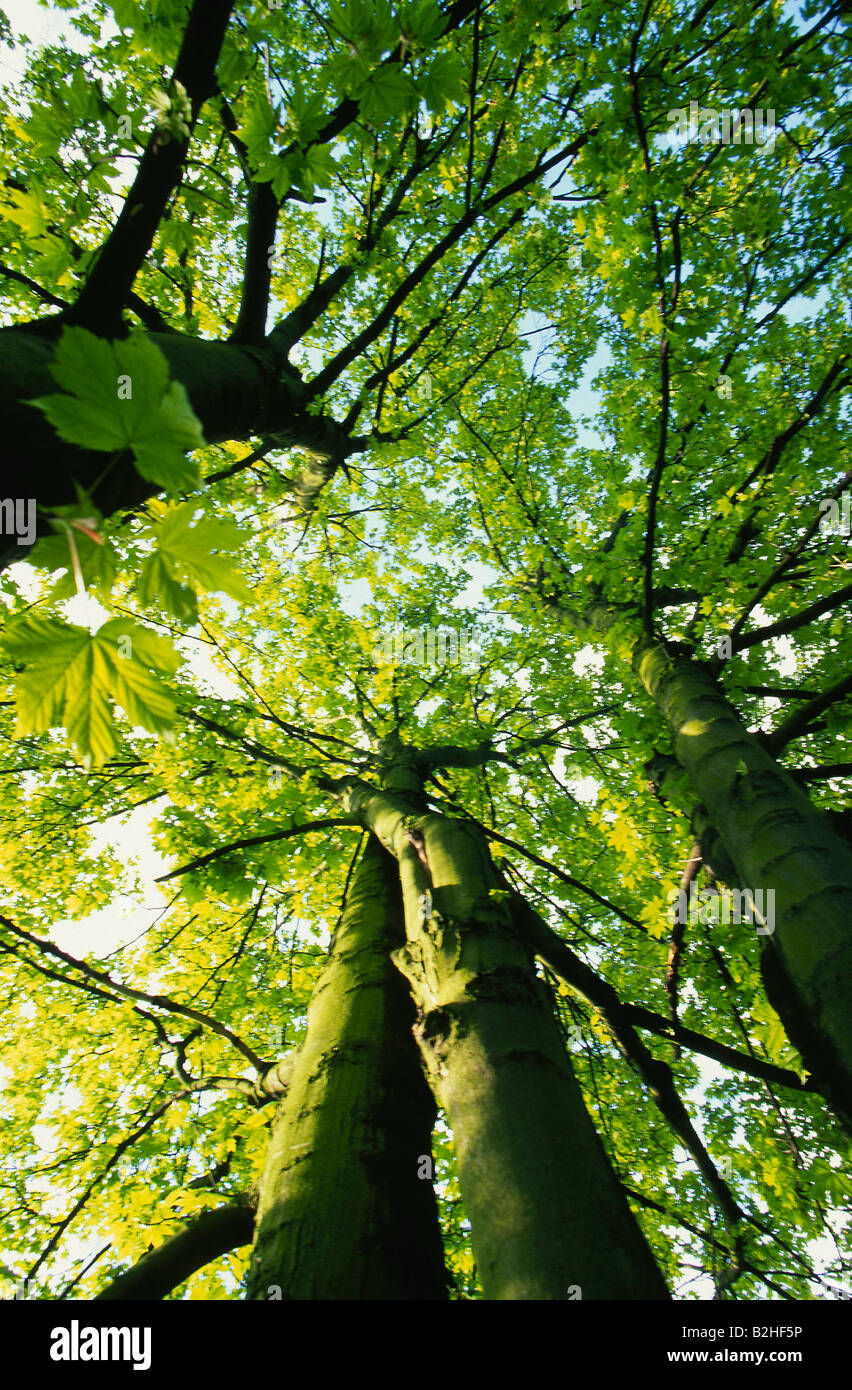 Maple acer trees spring from below forest deciduous trees Germany ...