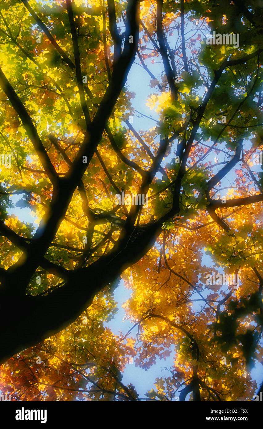 Maple trees in autumn from below forest deciduous trees europe Stock ...