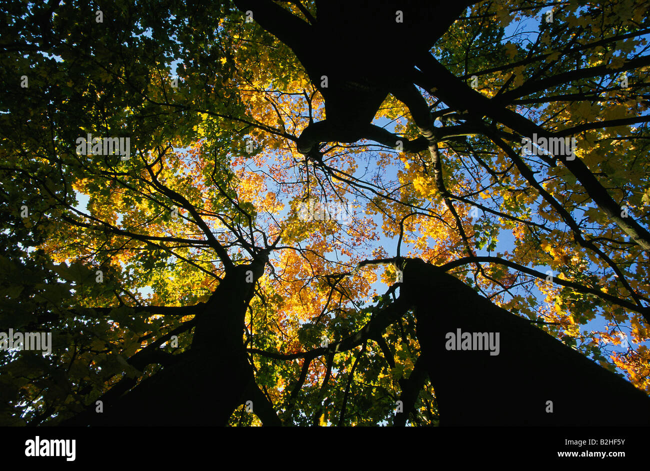 Maple trees in autumn from below forest europe Stock Photo - Alamy