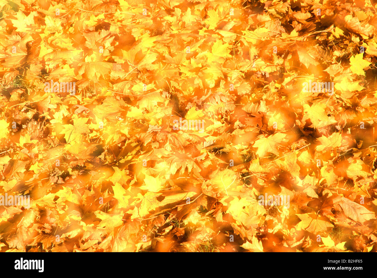 maple leaves acer afterimage backcloth background image backdrop close ...