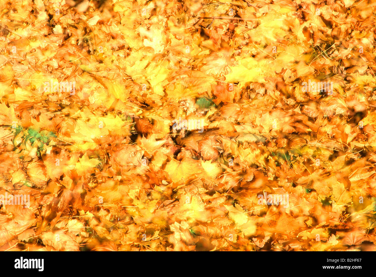 maple leaves acer afterimage backcloth background image backdrop close ...