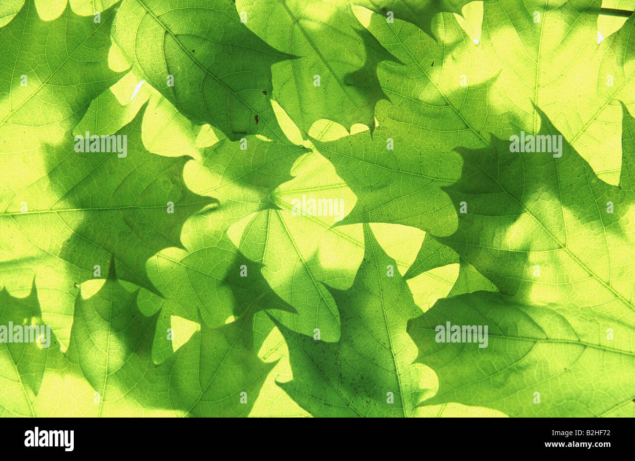 maple tree acer afterimage backcloth background image backdrop close up ...