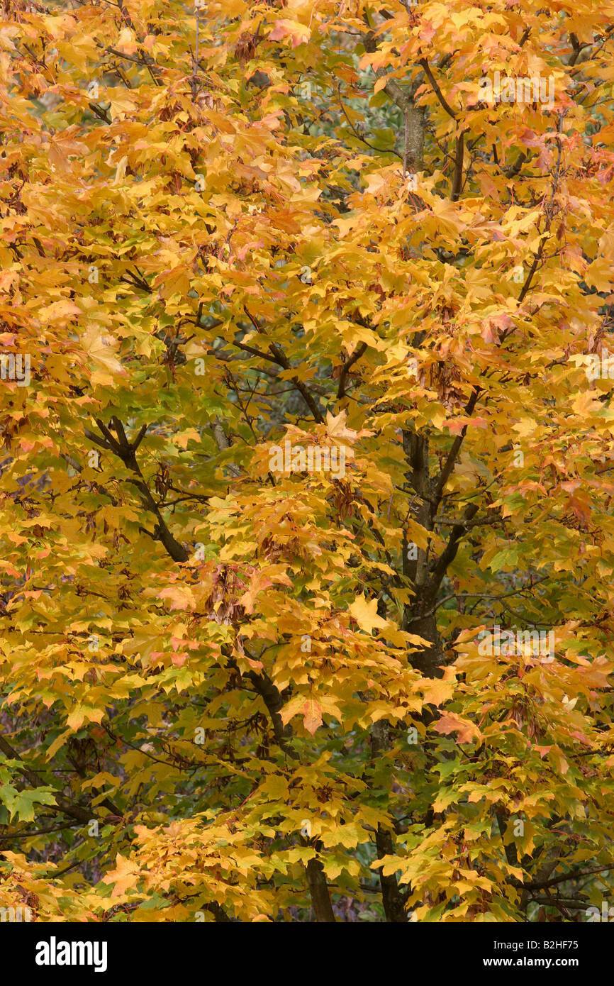 Herbstlicher Ahorn maple tree acer ahorn Stock Photo - Alamy