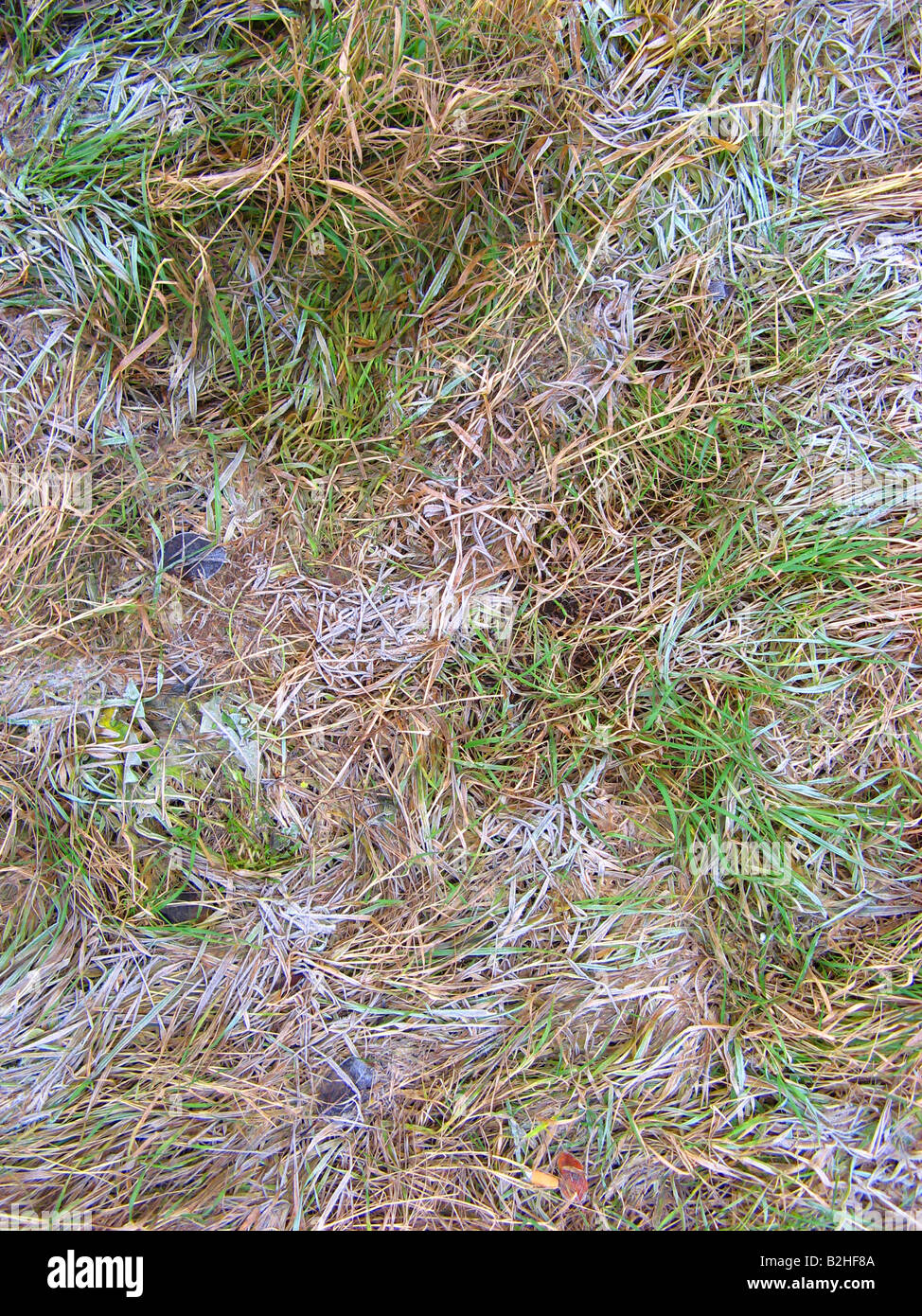 Razor blade grass hi-res stock photography and images - Alamy