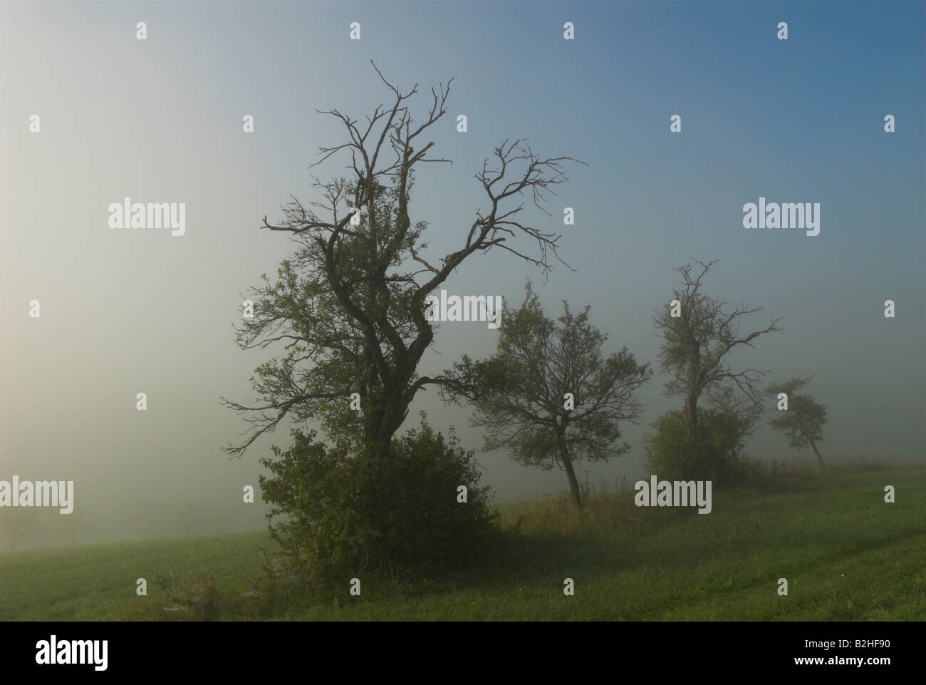 scattered fruit trees Orchard meadow landscape scenery Stock Photo - Alamy