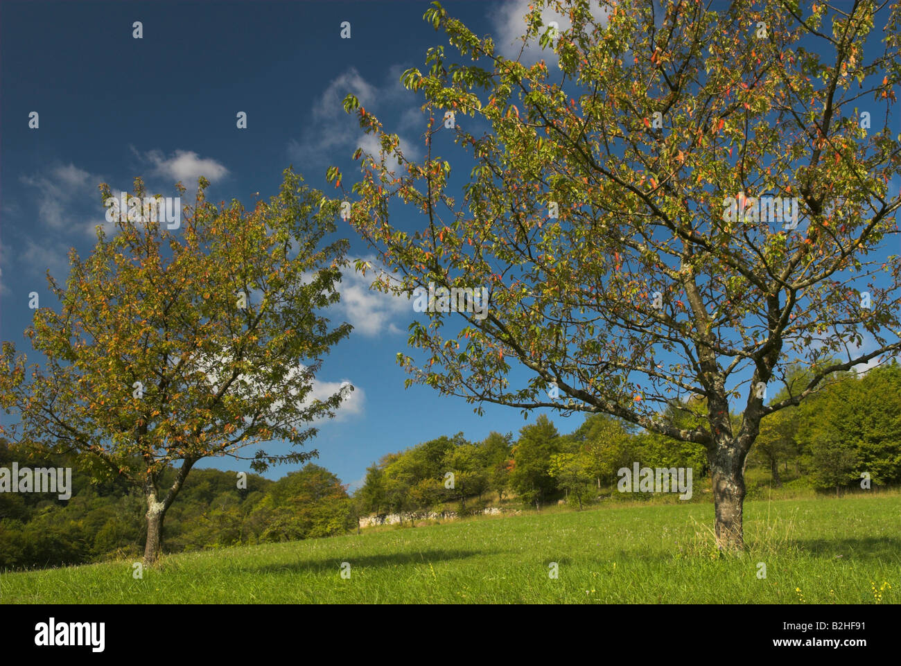 cherry trees autumn nature reserve Gersheim germany landscape scenery ...