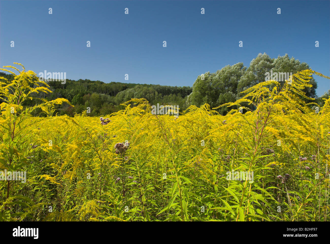 canada golden rod canada goldenrod goldrute solidago canadensis ...