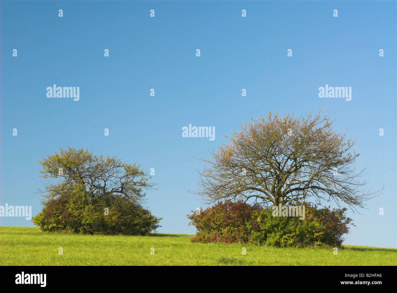 fruit trees meadow color or landscape autumn landscape scenery Stock ...