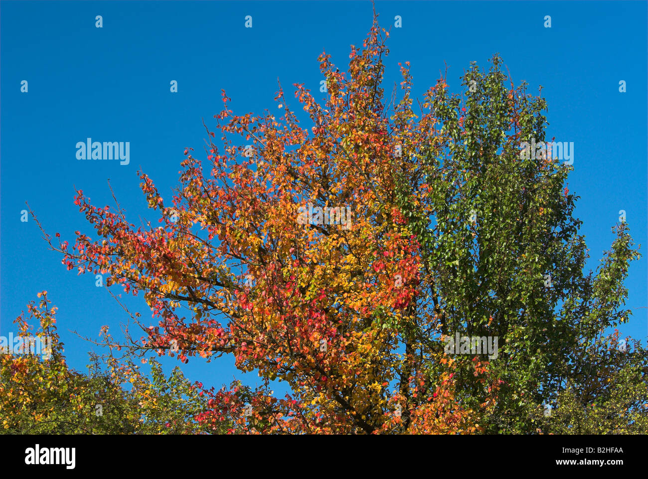 pear tree Pyrus autumn colors colours autumnal leaves Stock Photo - Alamy