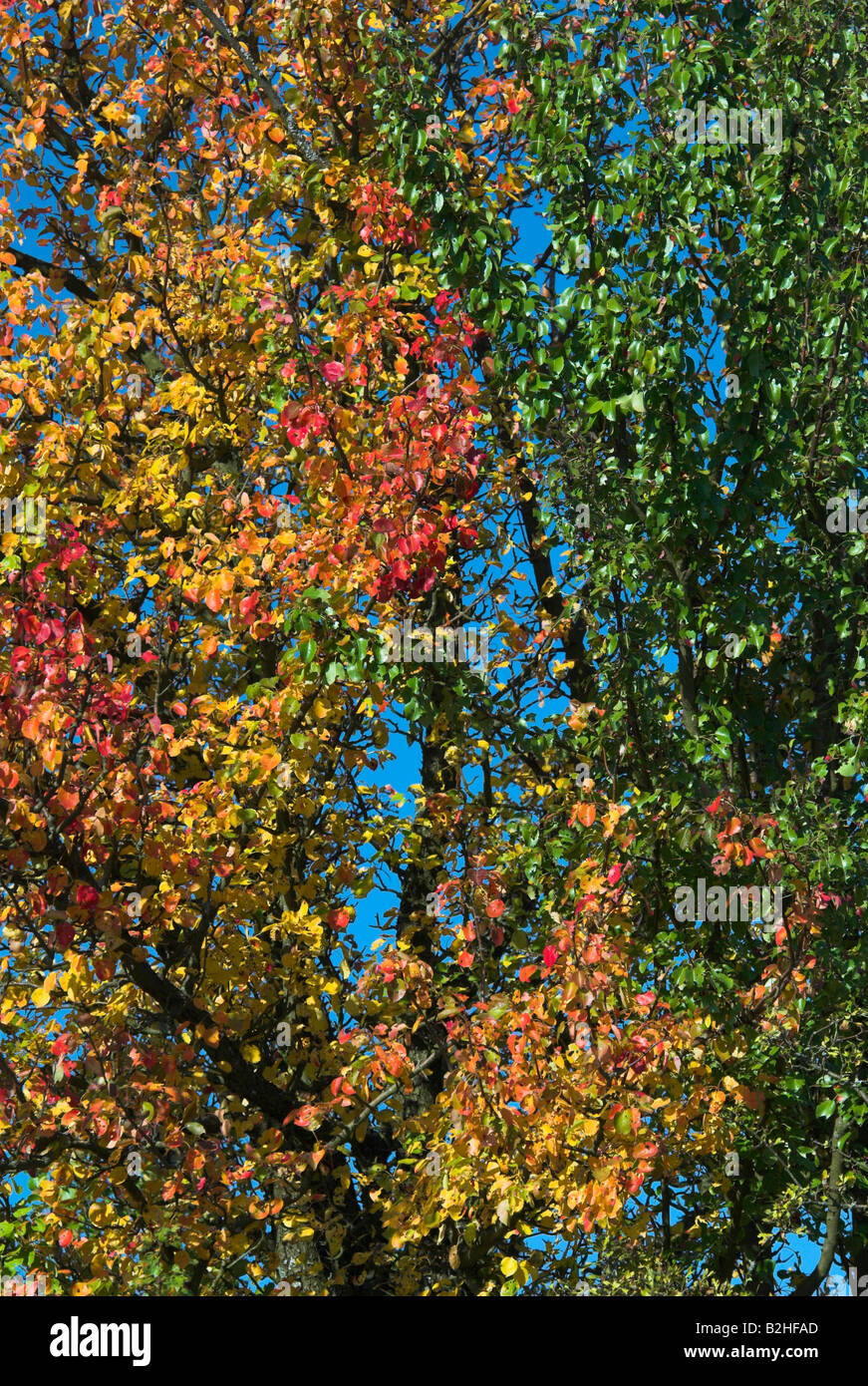 pear tree Pyrus autumn autumnal leaves Stock Photo - Alamy