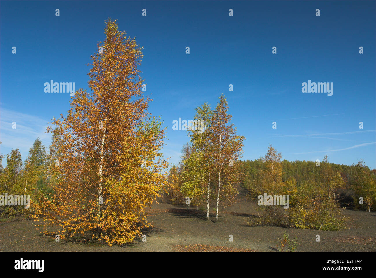 Variously Silver Birch Betula pendula European Weeping Birch European ...