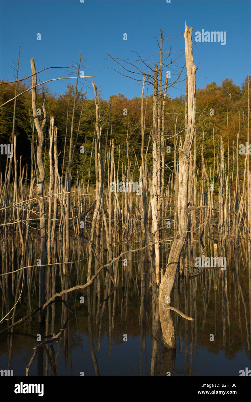Piles of trees hi-res stock photography and images - Alamy
