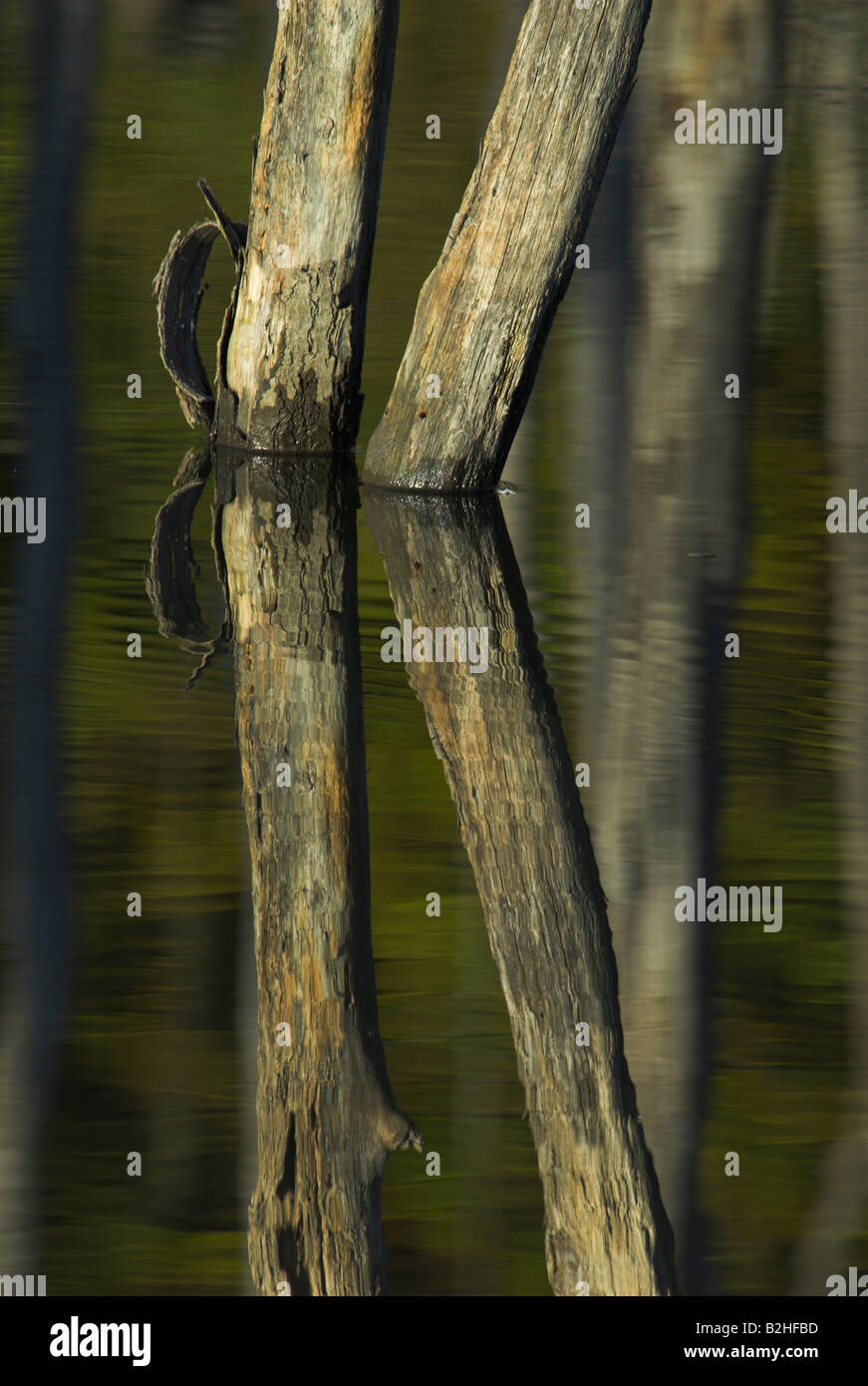 pond deadwood dead trees reflection culm waste coal gob piles slate ...