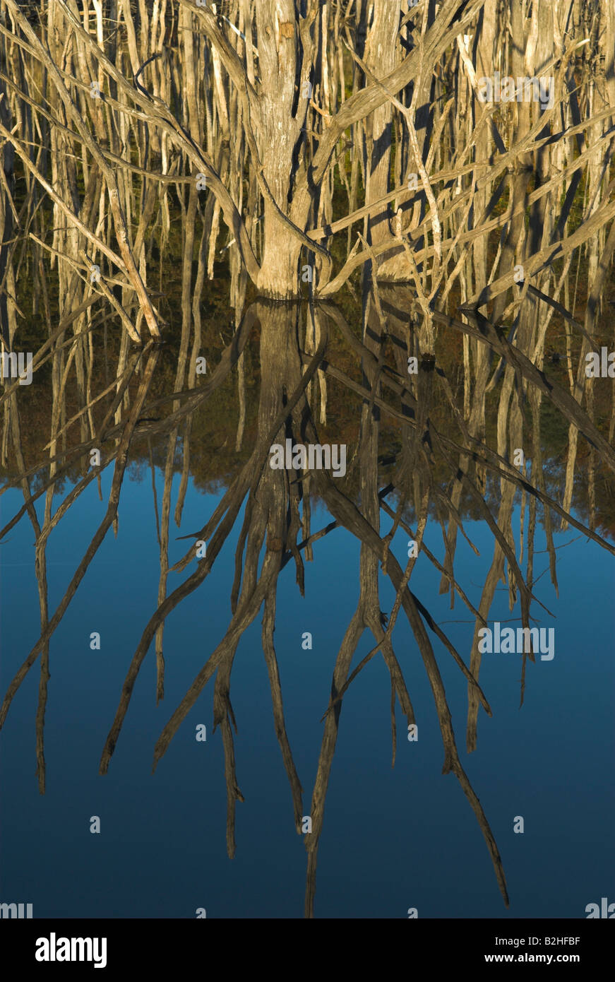 pond deadwood dead trees reflection culm waste coal gob piles slate ...
