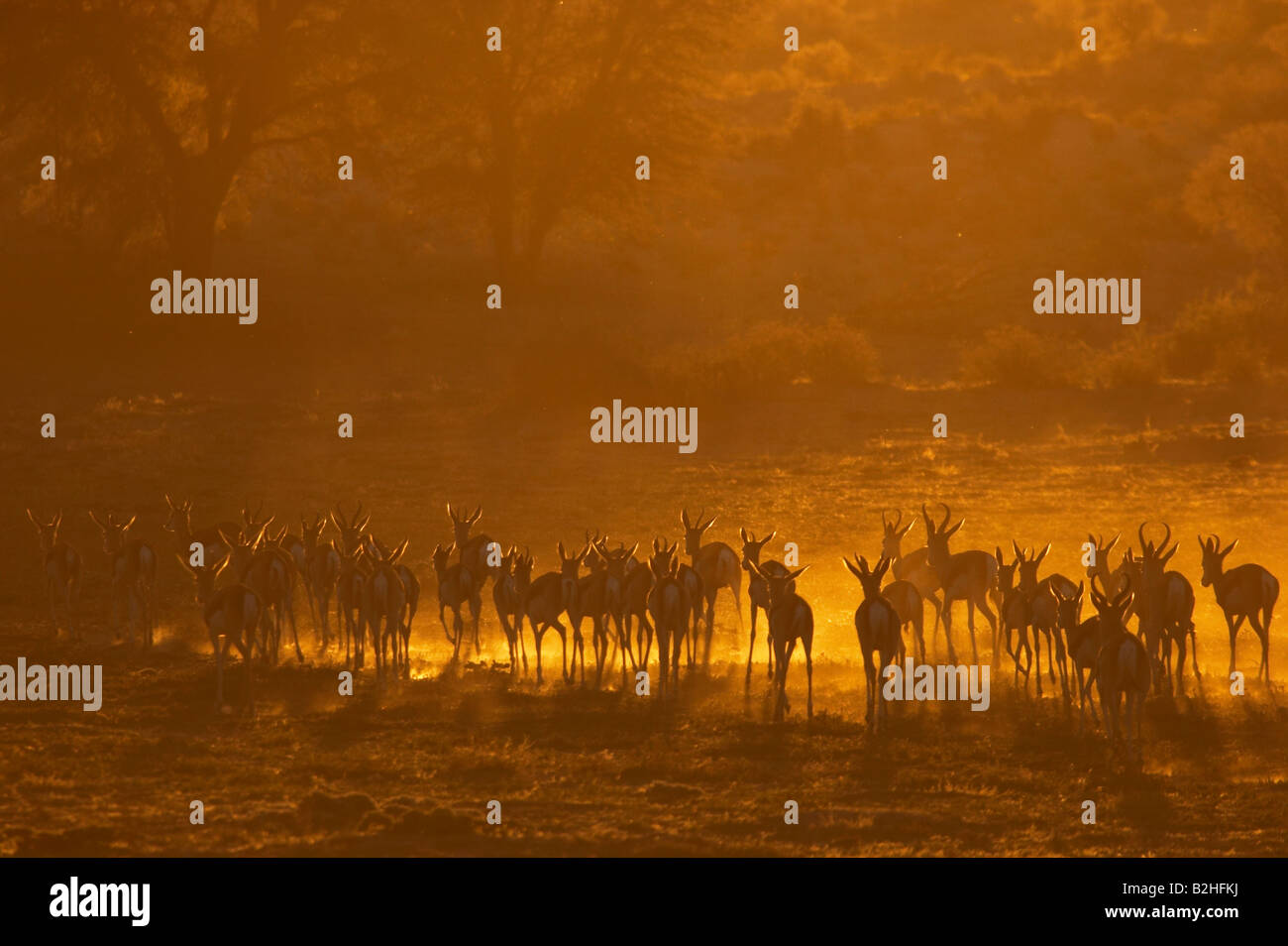 Antidorcas marsupialis migration hi-res stock photography and images ...
