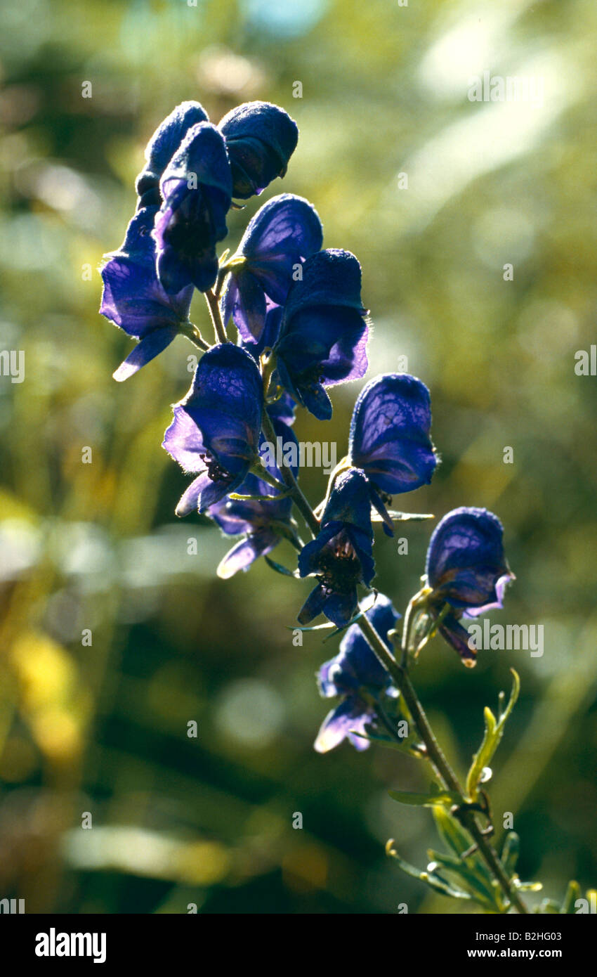 Aconitum napellus Monkshood Wolf's Bane aconite Monks Hood plant Stock ...