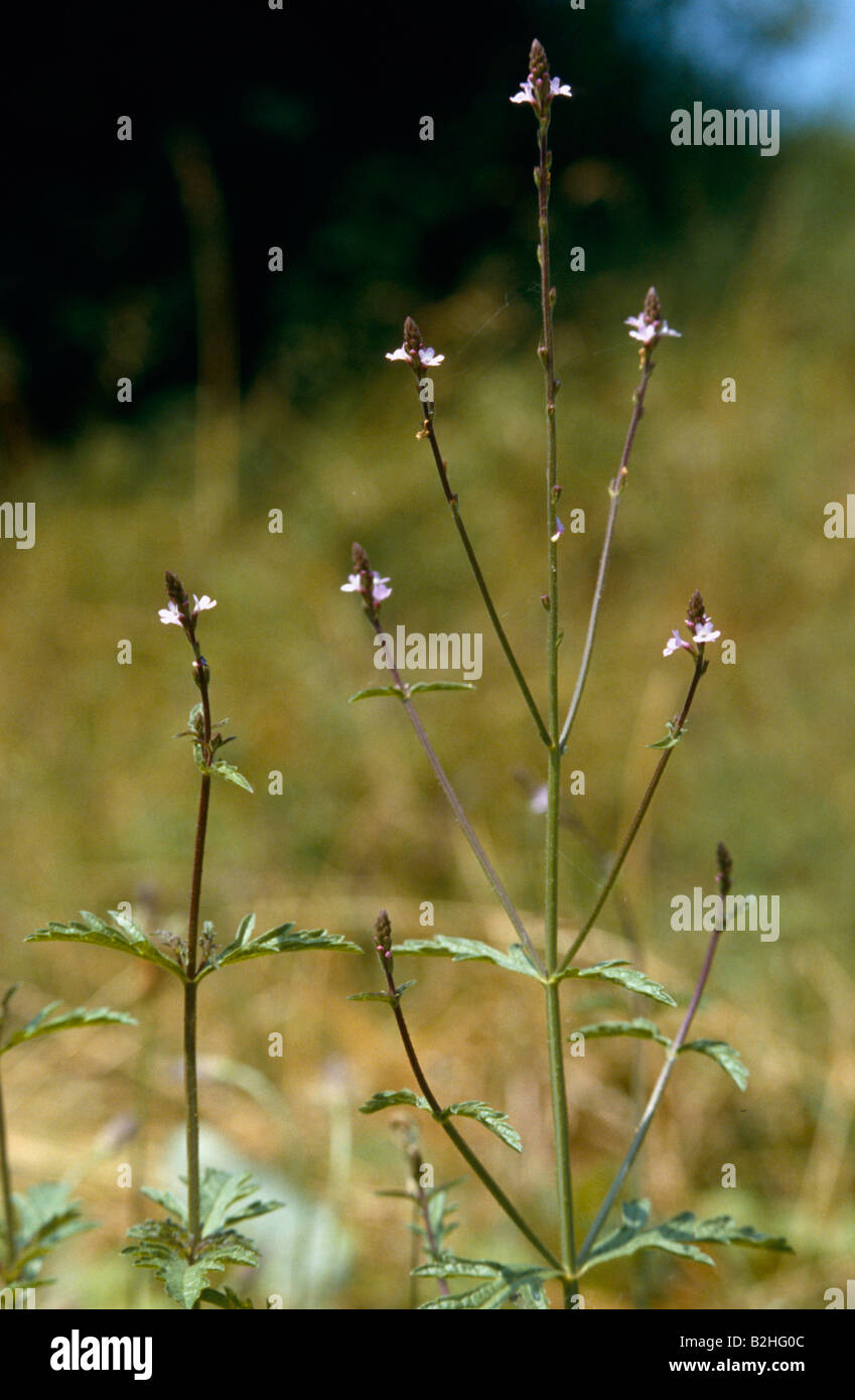 Common Vervain Common Verbena Verbena officinalis Stock Photo - Alamy