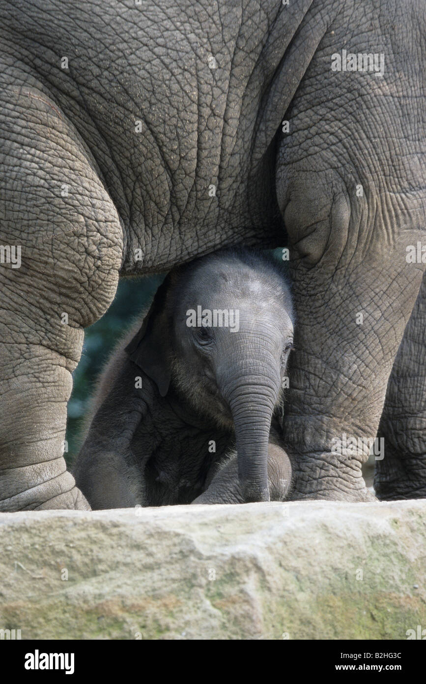 junger asiatischer Elefant Indischer Elefant Indian Elephant Elephas ...