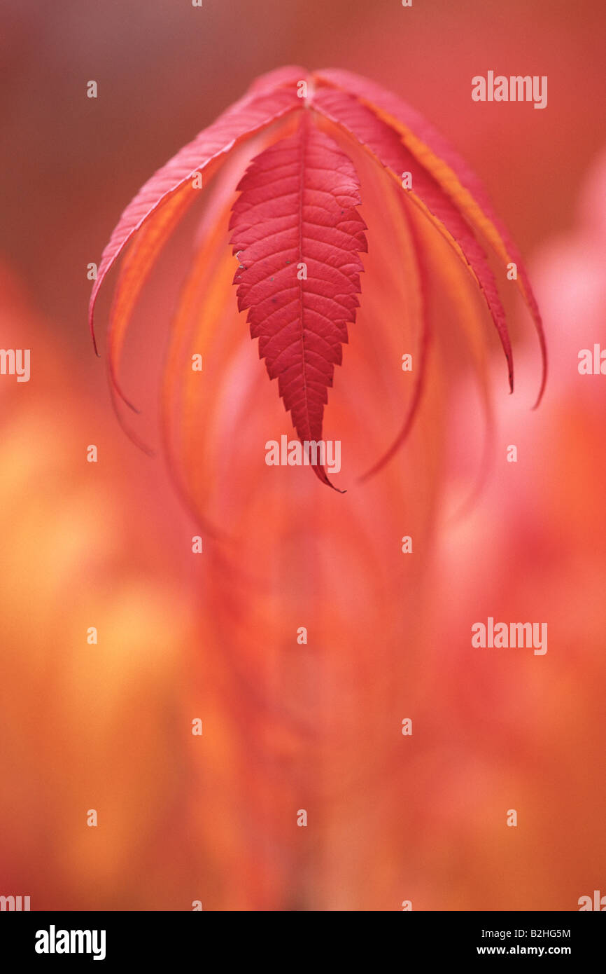 staghorn sumac ruhus typhina anacardiaceae autumn fall harvest fall ...