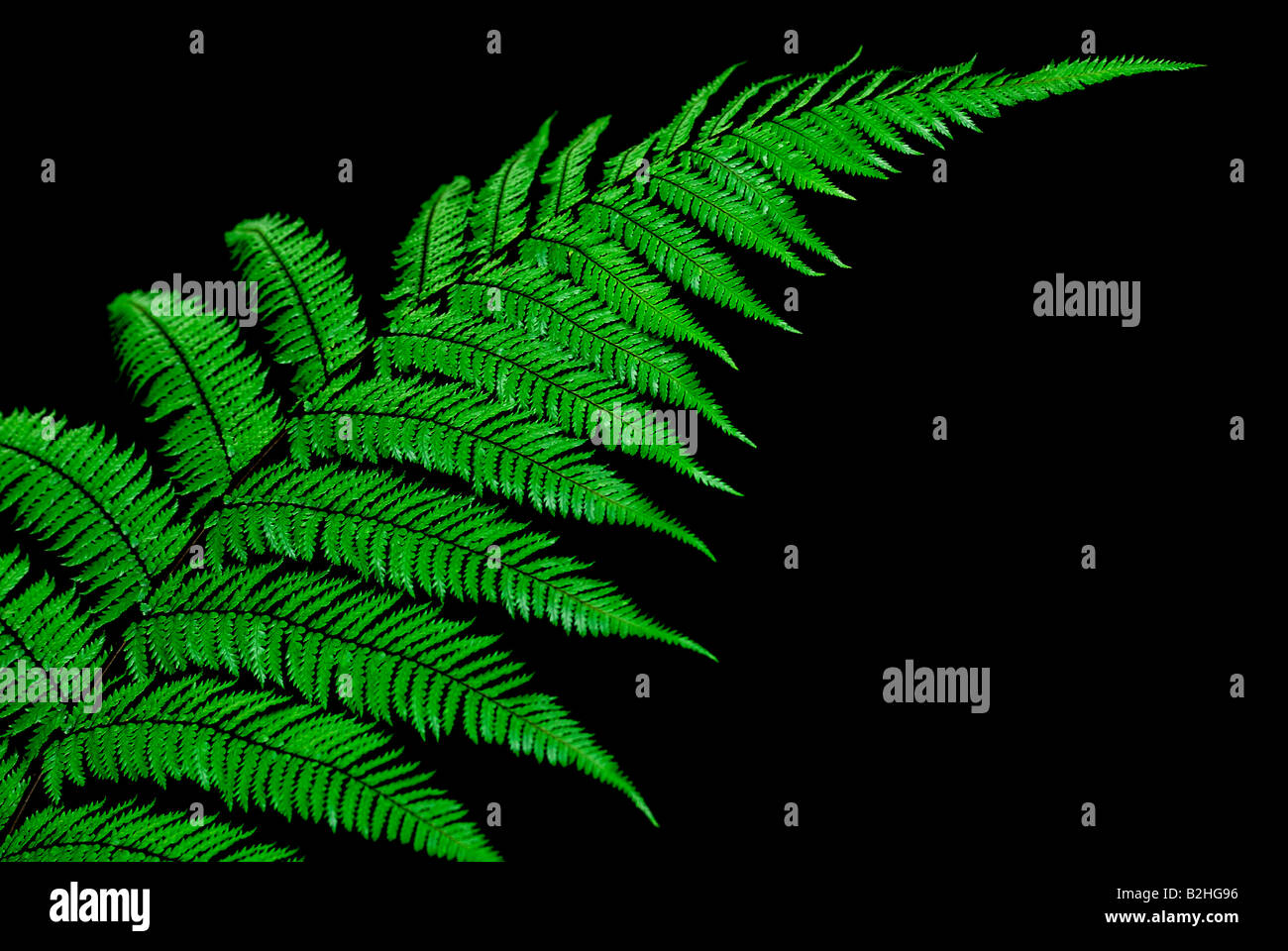 fern brake Pteridophyta Westland National park South West New Zealand ...